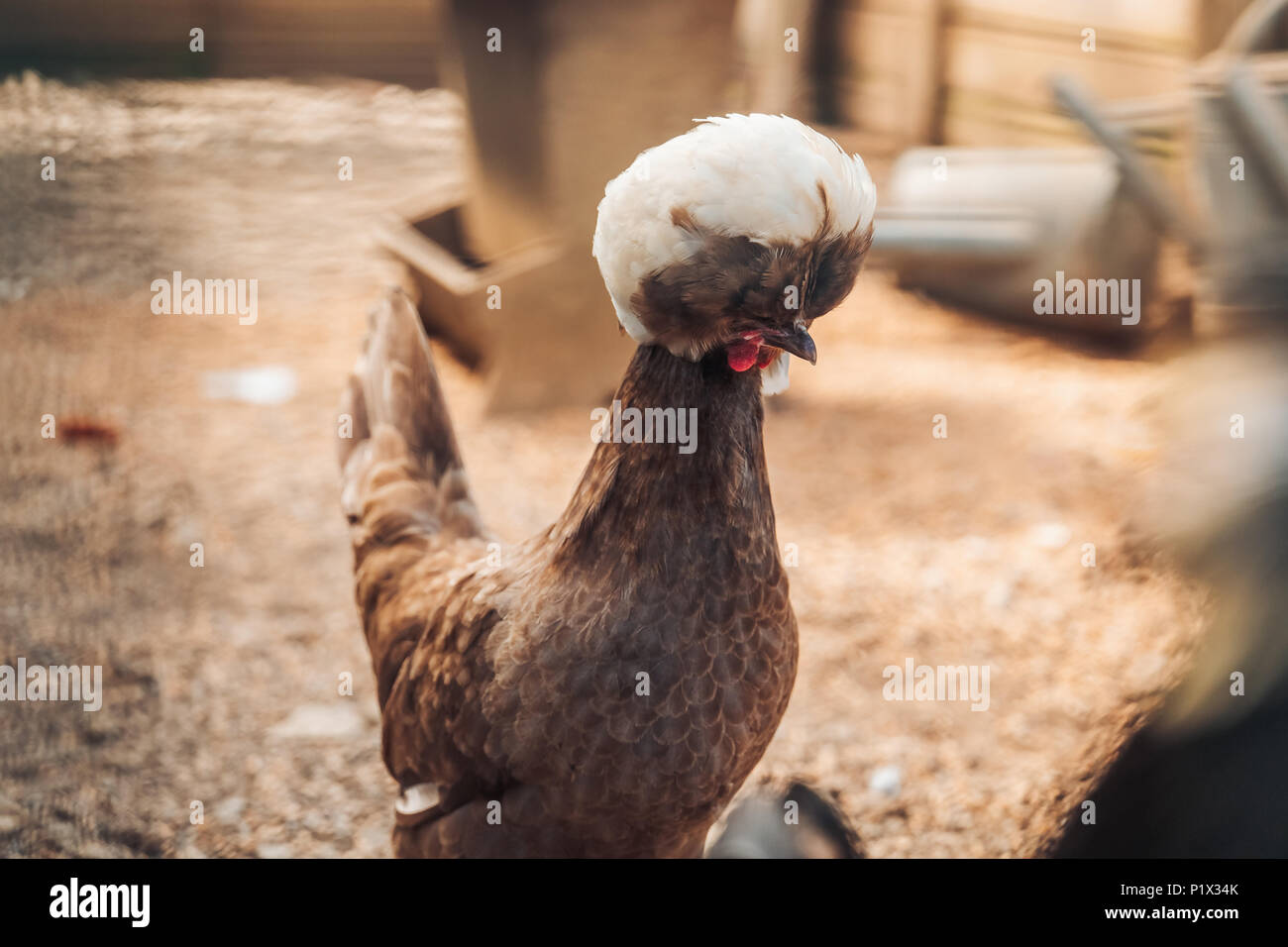 Polish chickens in the farm Stock Photo - Alamy