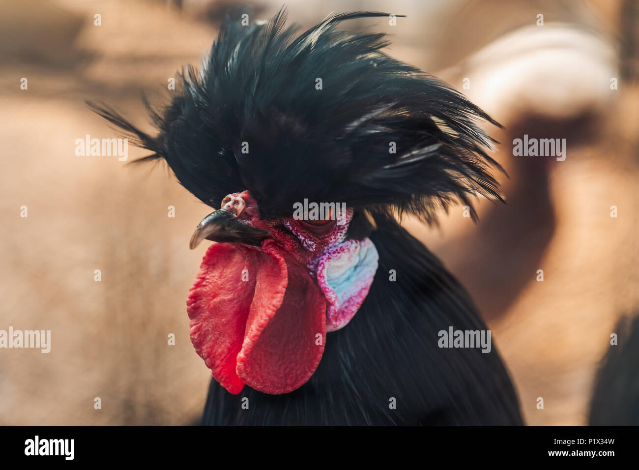Polish chickens in the farm Stock Photo - Alamy