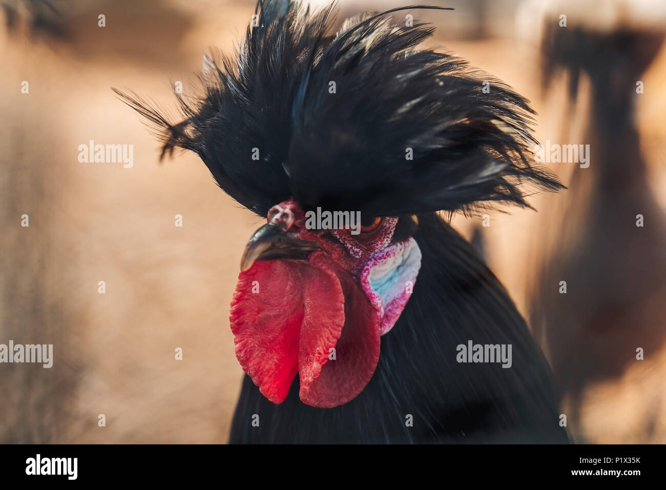 Polish chickens in the farm Stock Photo - Alamy