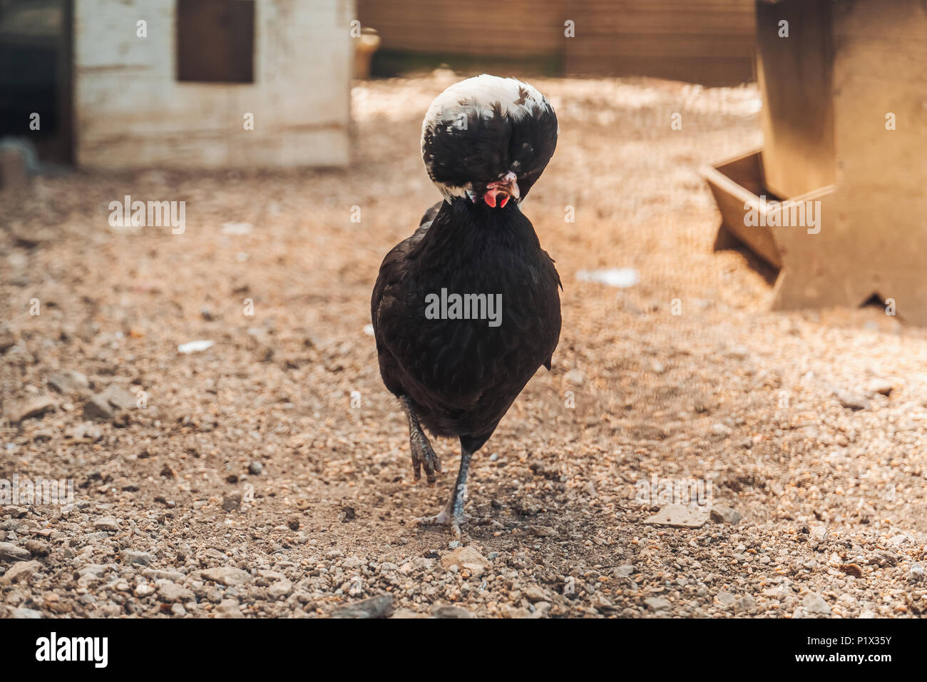 Polish chickens in the farm Stock Photo - Alamy