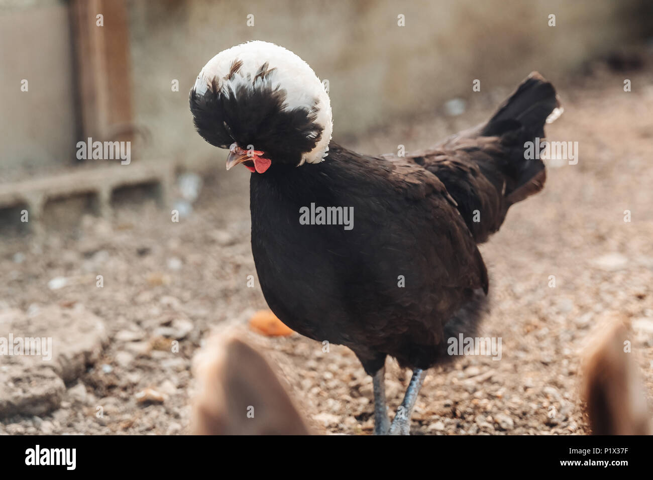 Polish chickens in the farm Stock Photo - Alamy