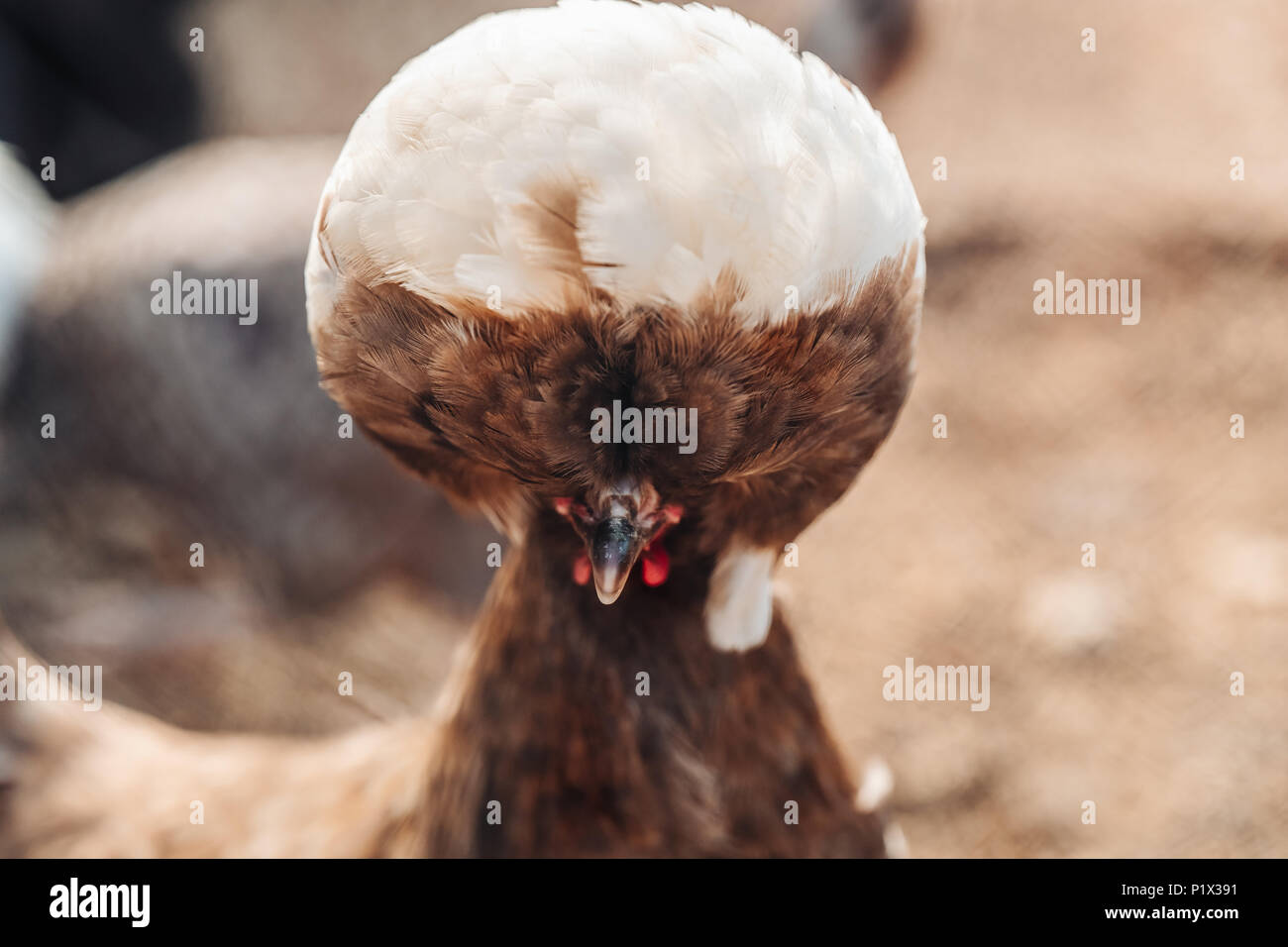 Polish chickens in the farm Stock Photo - Alamy