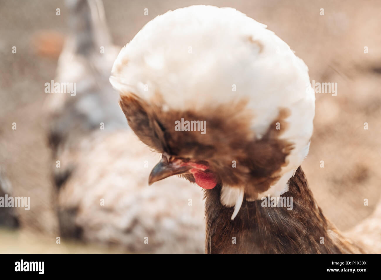 Polish chickens in the farm Stock Photo - Alamy
