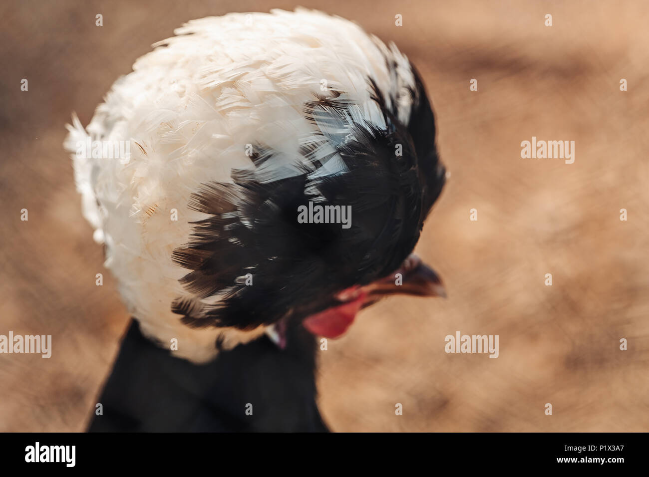Polish chickens in the farm Stock Photo - Alamy