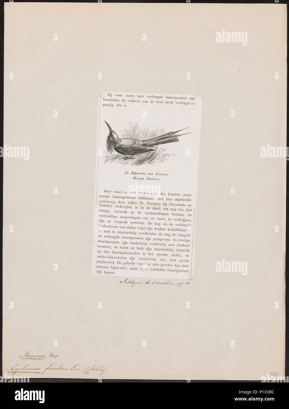 209 Nyctiornis forsteni - 1872 - Print - Iconographia Zoologica ...