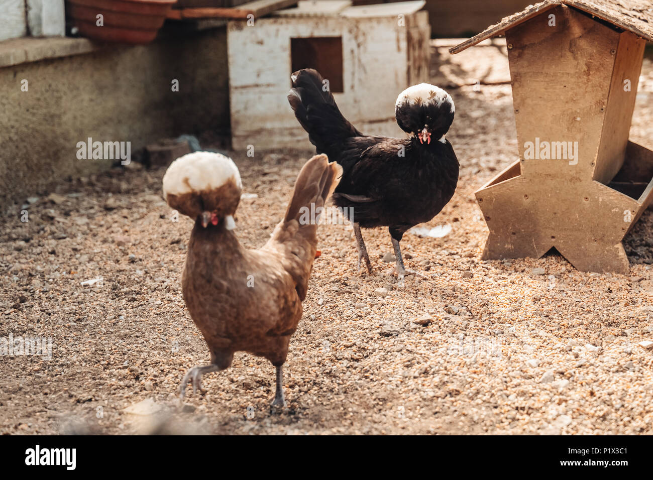 Polish chickens in the farm Stock Photo - Alamy