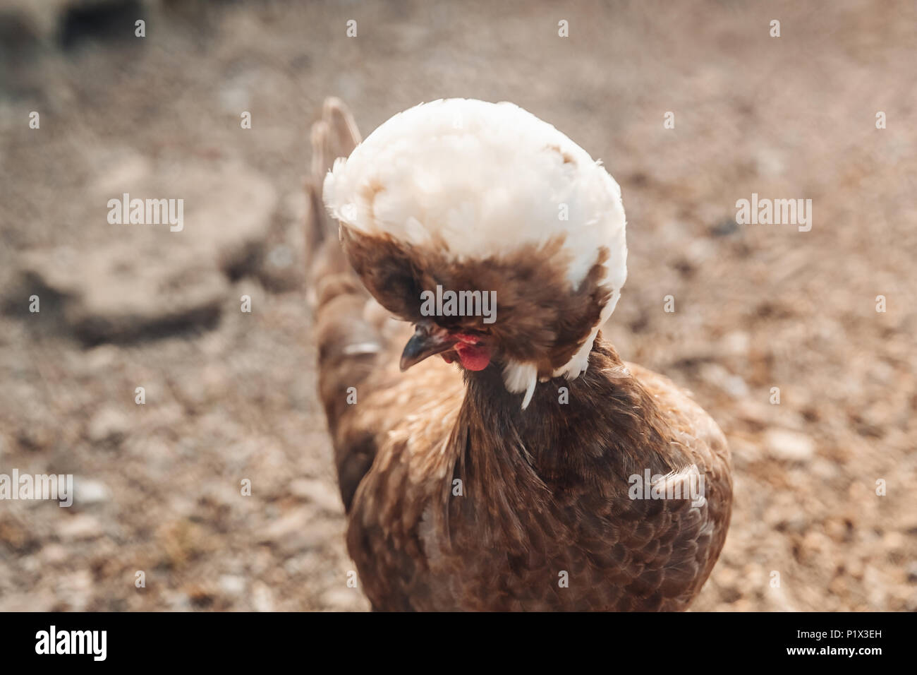 Polish chickens in the farm Stock Photo - Alamy
