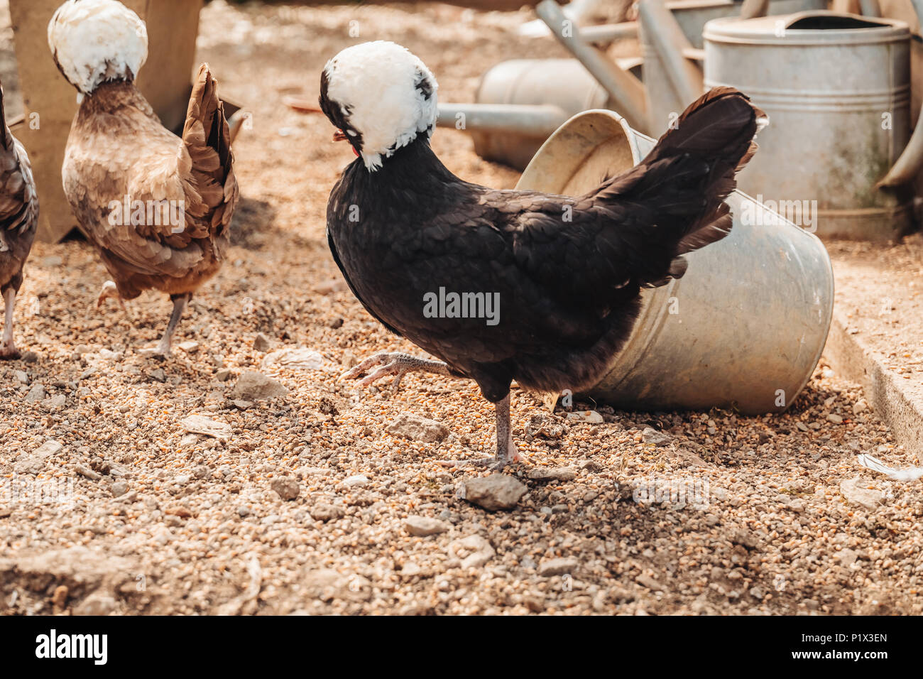 Polish chickens in the farm Stock Photo - Alamy