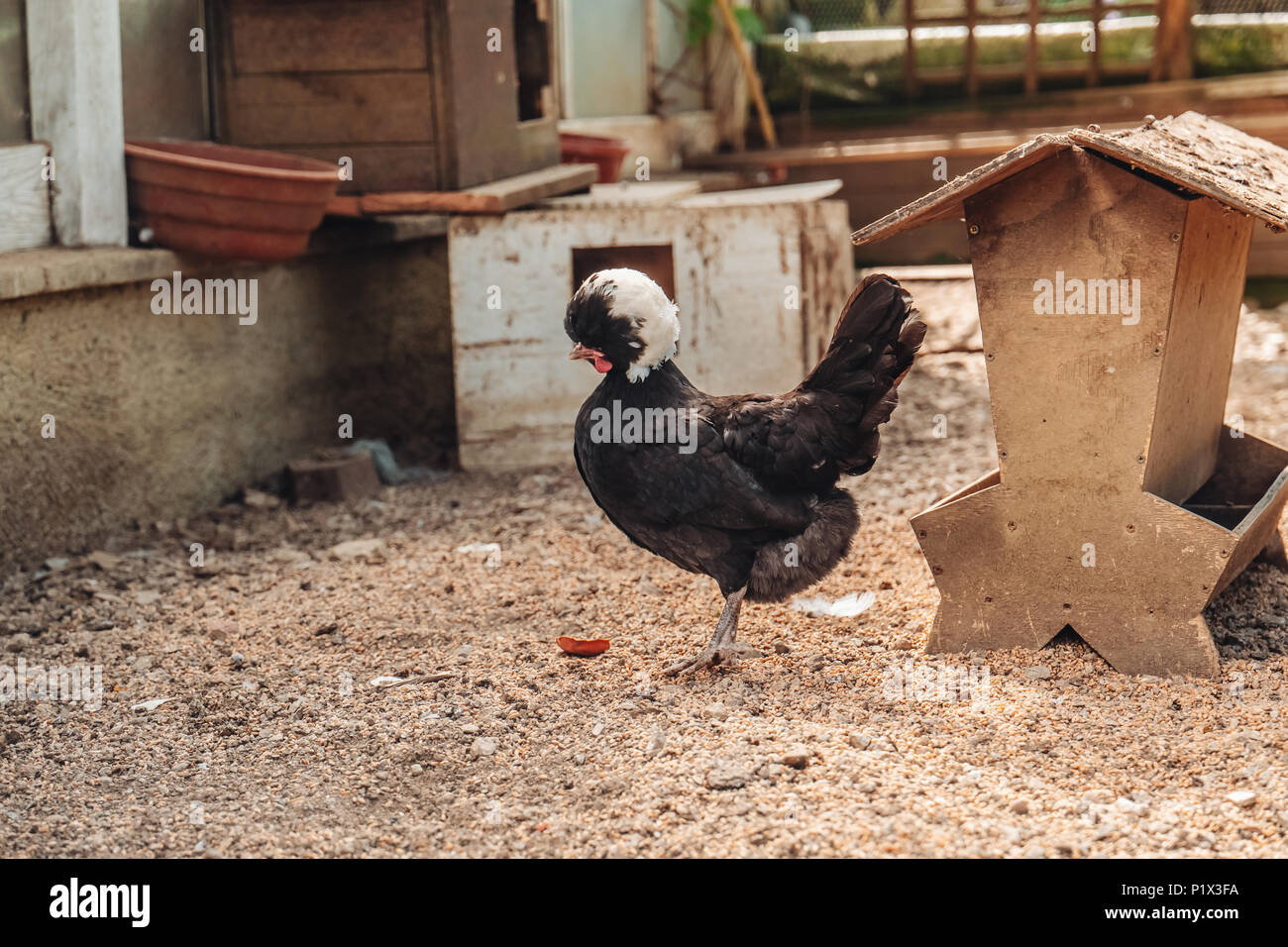 Polish chickens in the farm Stock Photo - Alamy