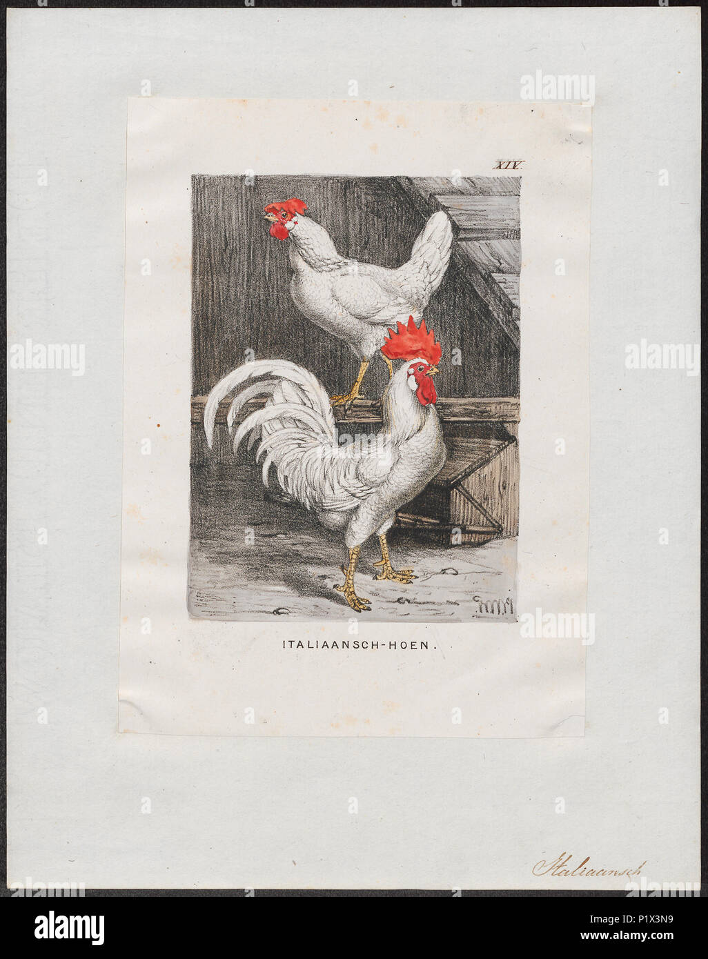 Special chicken drawing hi-res stock photography and images - Alamy