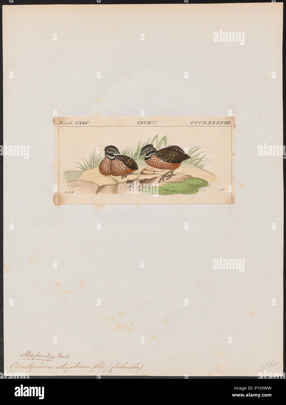 Odontophorus strophium hi-res stock photography and images - Alamy