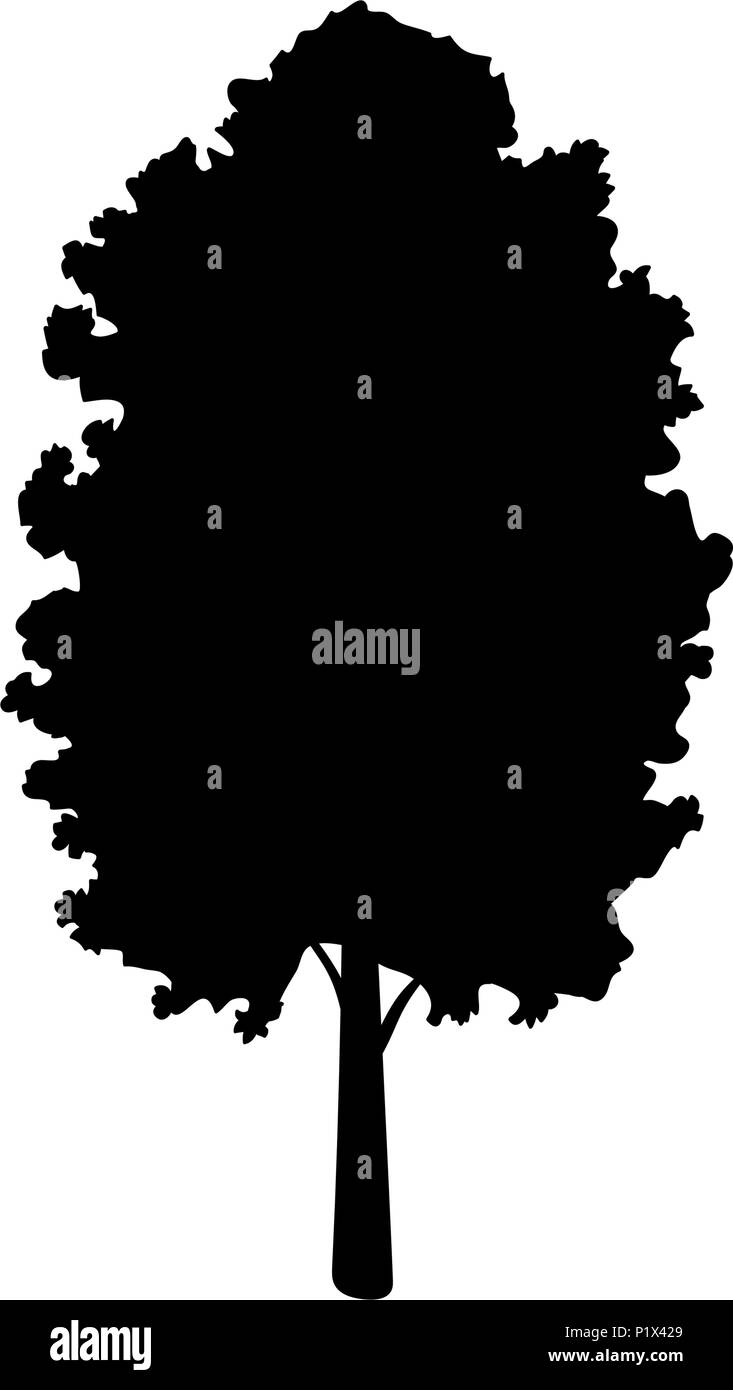 Silhouette maple icon tree flora Stock Vector Image & Art - Alamy