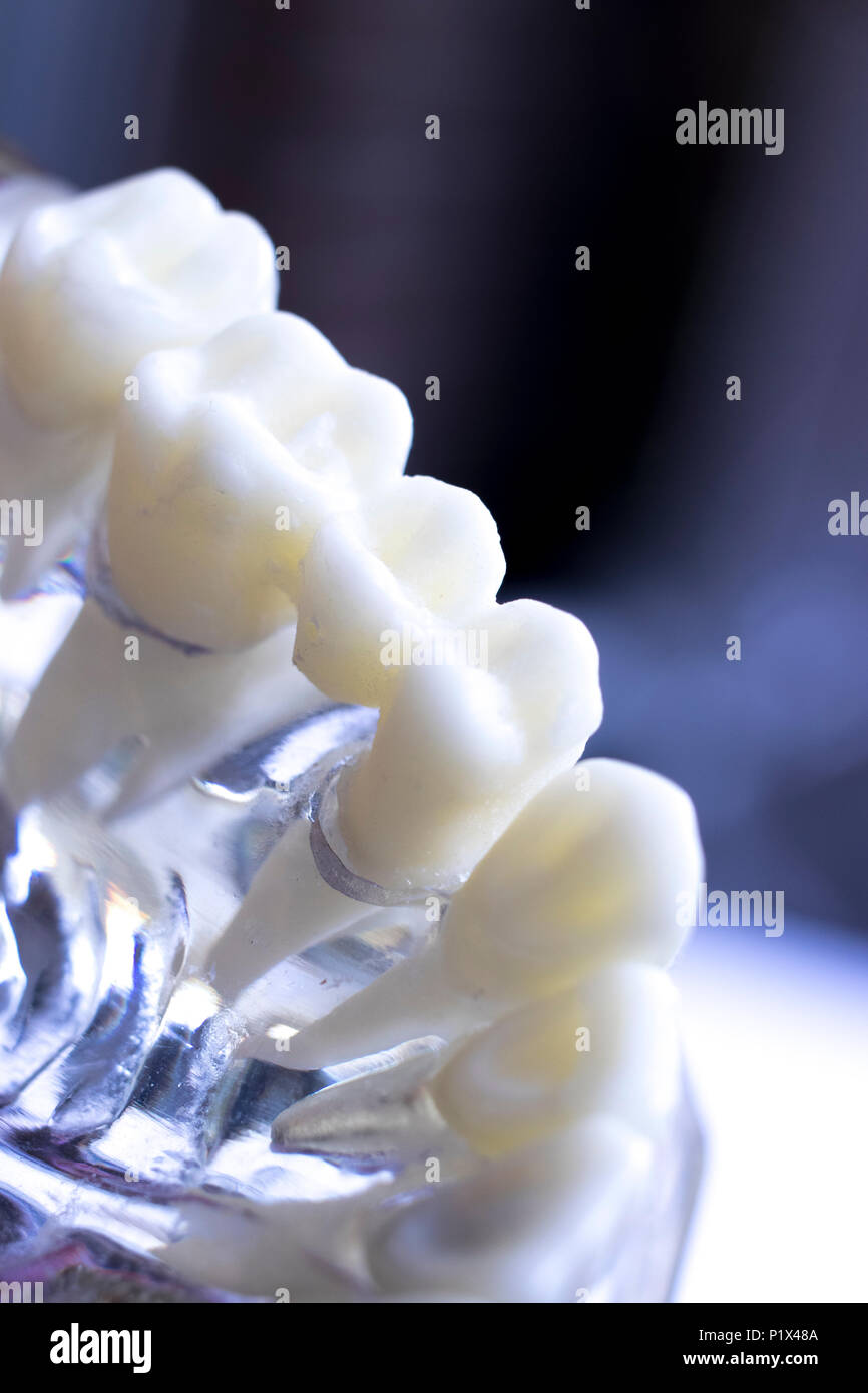 Dentist dental teeth teaching model showing each tooth and gum for ...