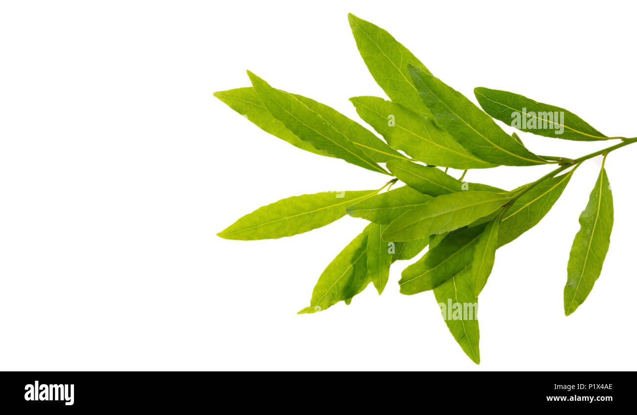 Cooking concept. Bay leaves with copy space isolated on white ...