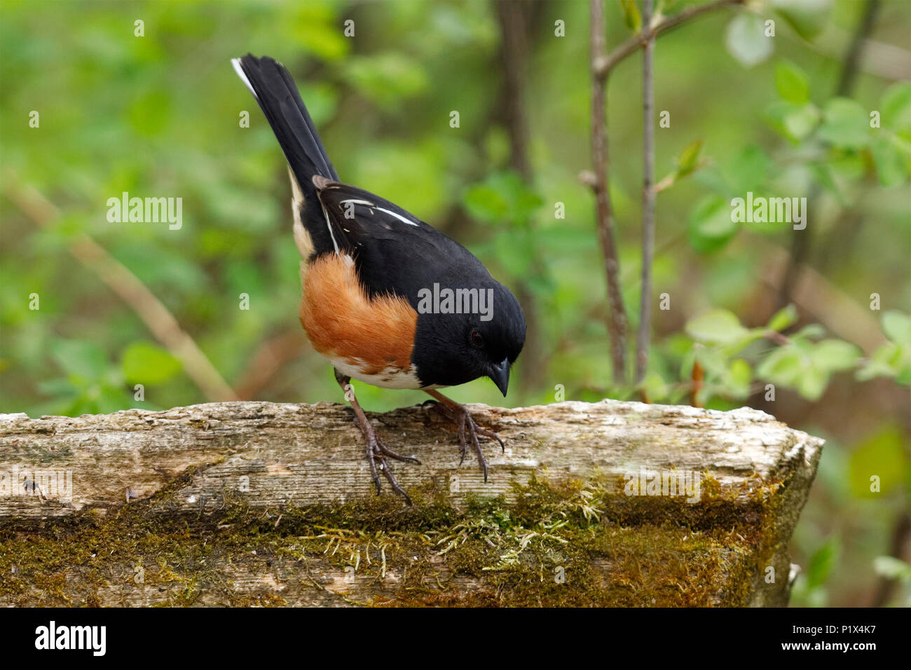 Rufous sided towhee hi-res stock photography and images - Alamy