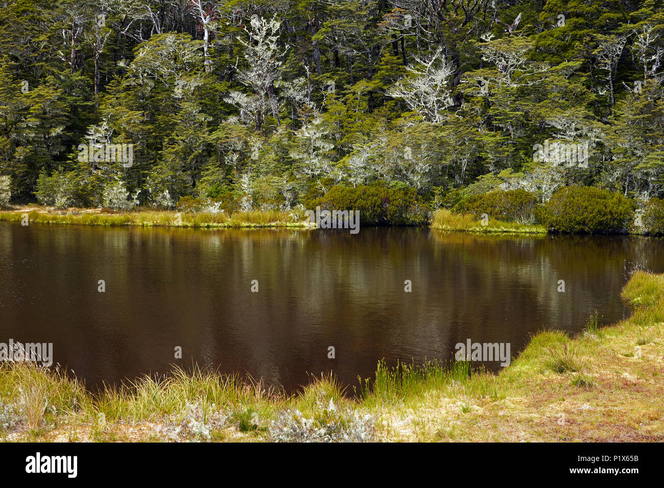 Alpine tarn by Lewis Pass, Canterbury, South Island, New Zealand Stock ...