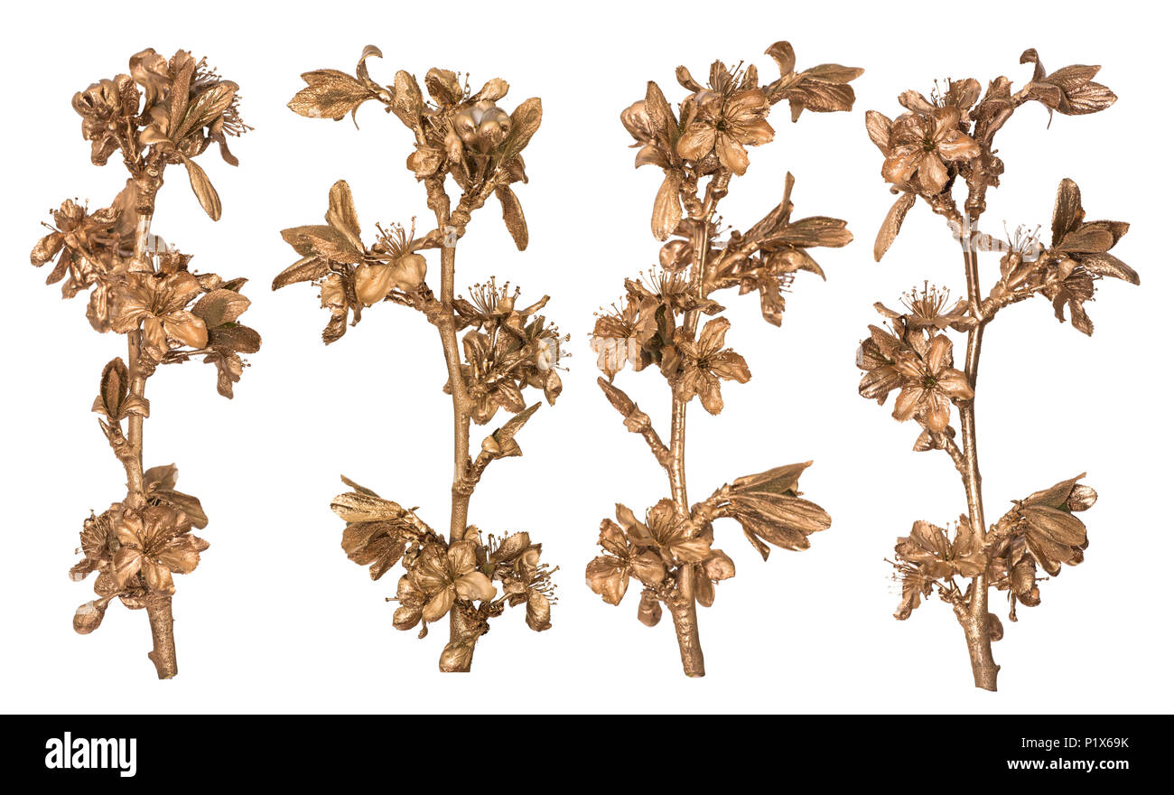 Set of golden sakura branch isolated on white background. Painted ...