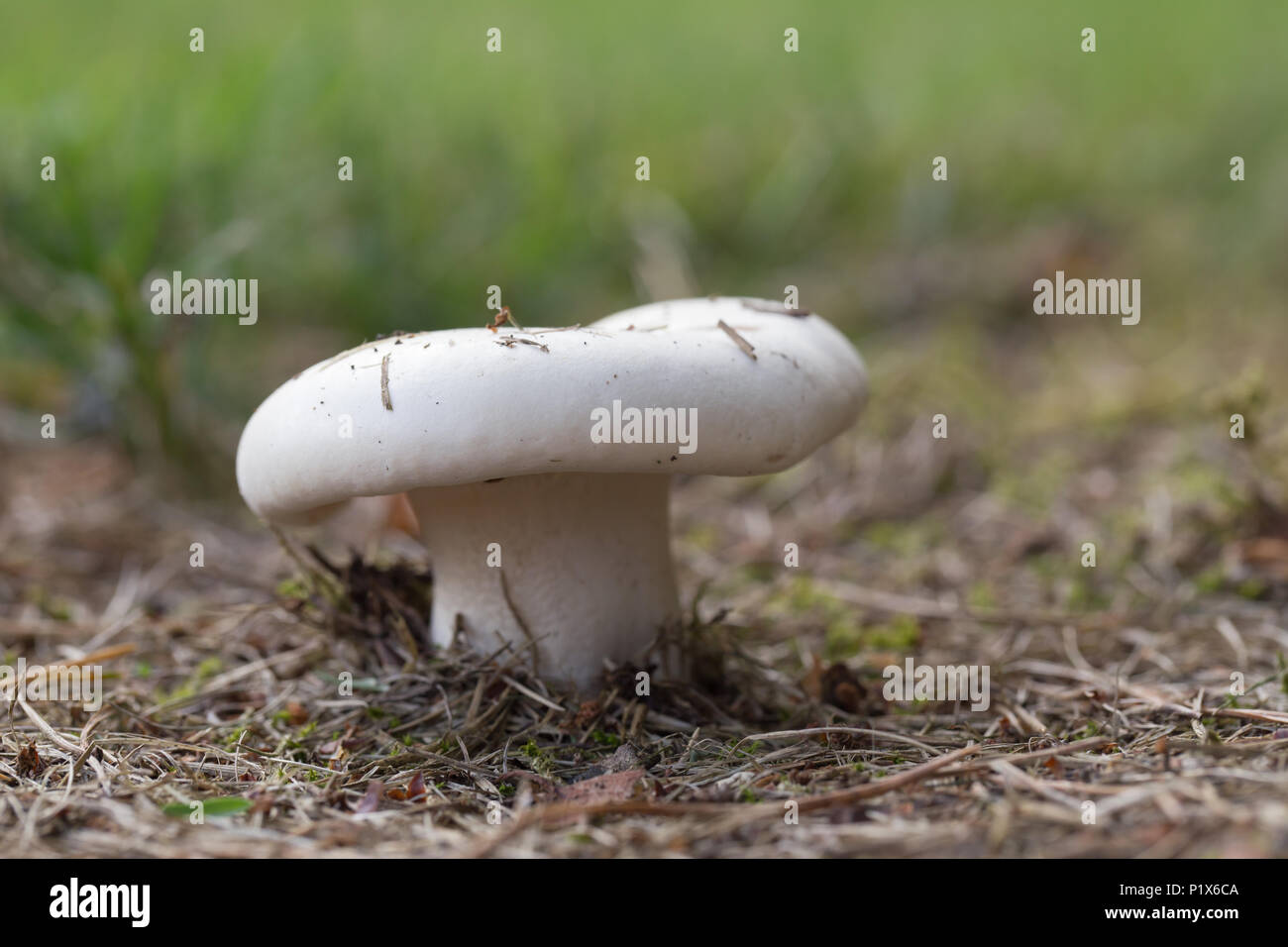 Giant funnel mushroom hi-res stock photography and images - Alamy