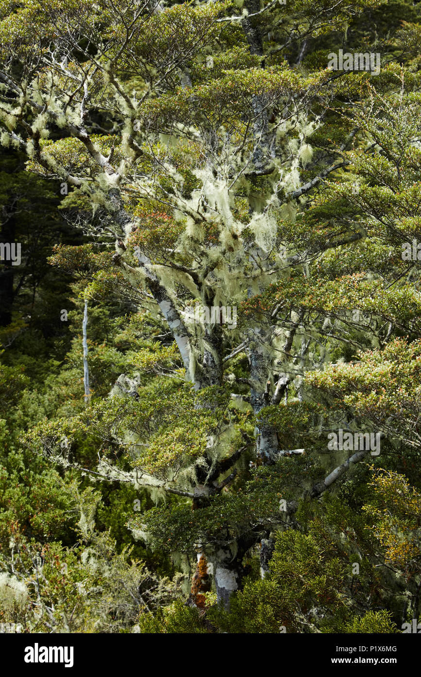 Native trees nz hi-res stock photography and images - Alamy