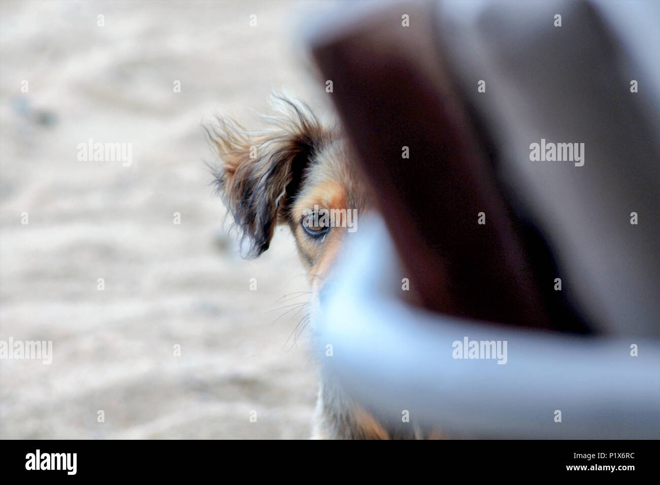 image of a abandoned stray dog peeps trough the chair on a beach Stock ...