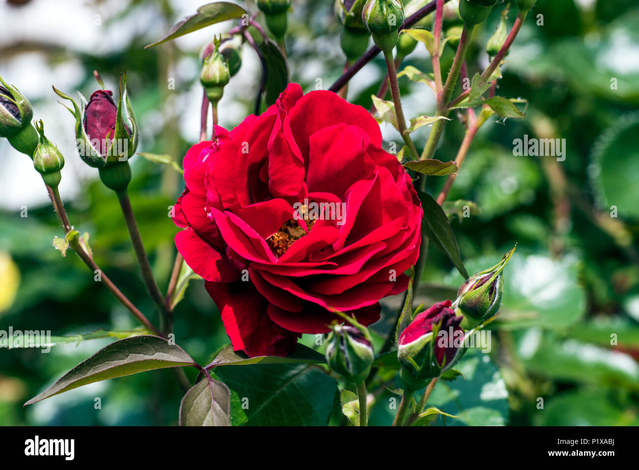 Perfect Red Rose Bud High Resolution Stock Photography and Images - Alamy