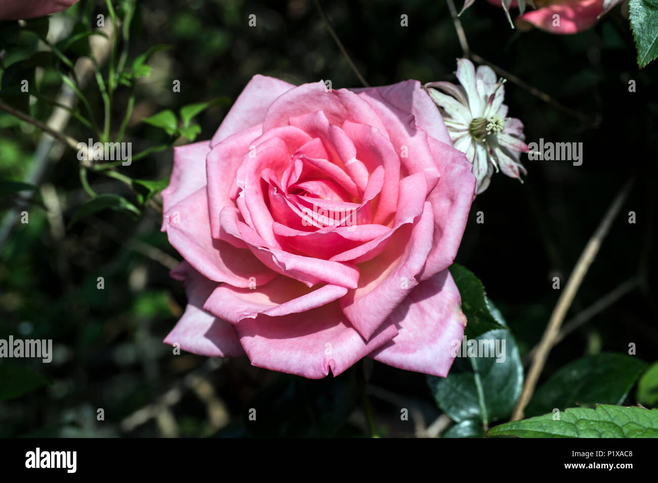 Newly opened rose hi-res stock photography and images - Alamy