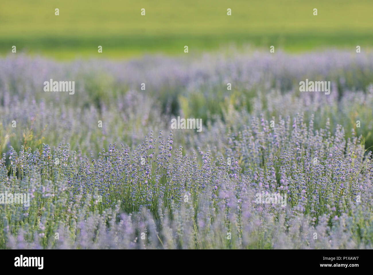 Lavender flowers field hi-res stock photography and images - Alamy