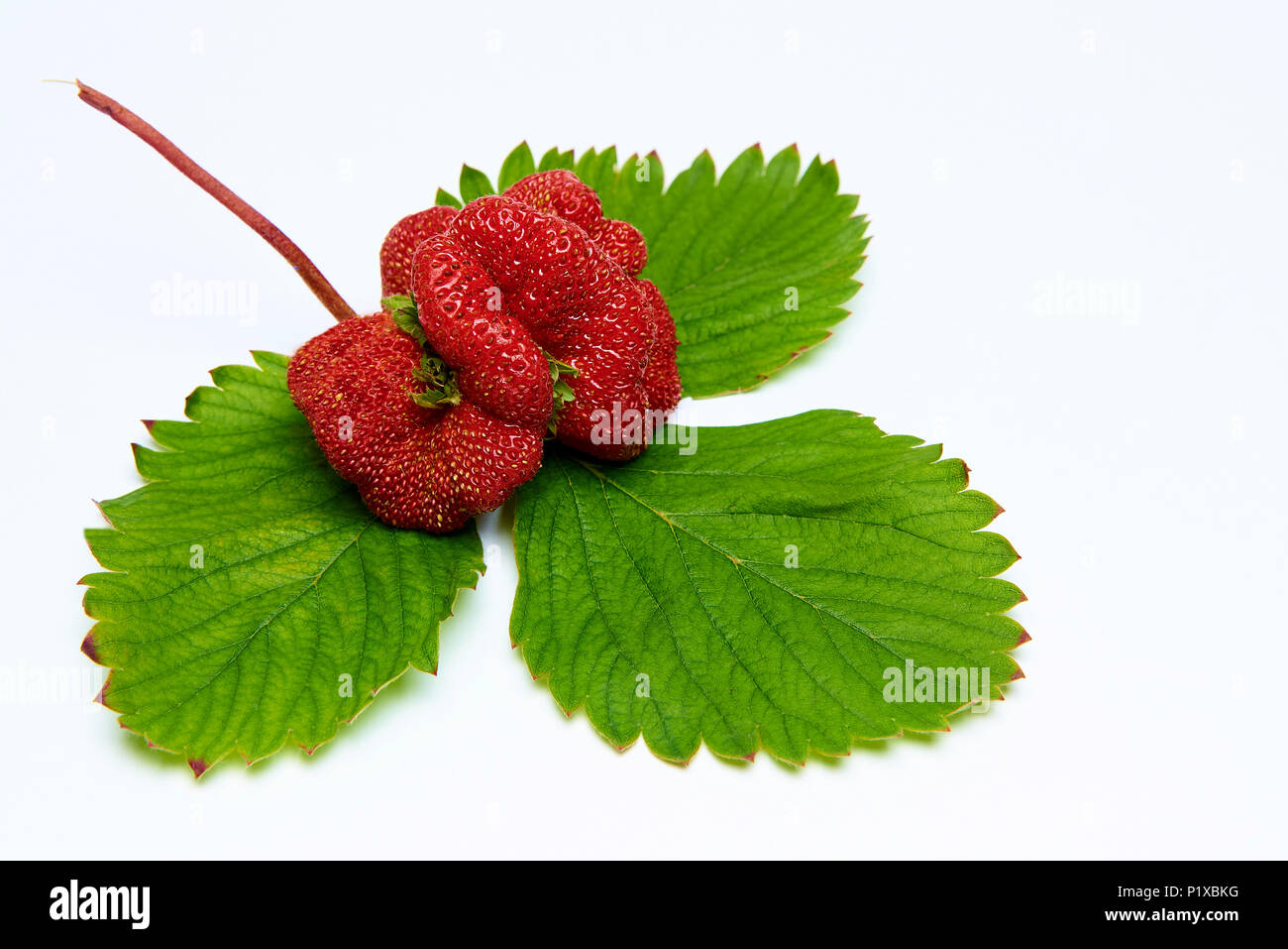 Ripe strawberry of strange shape on green sheets isolated on white ...
