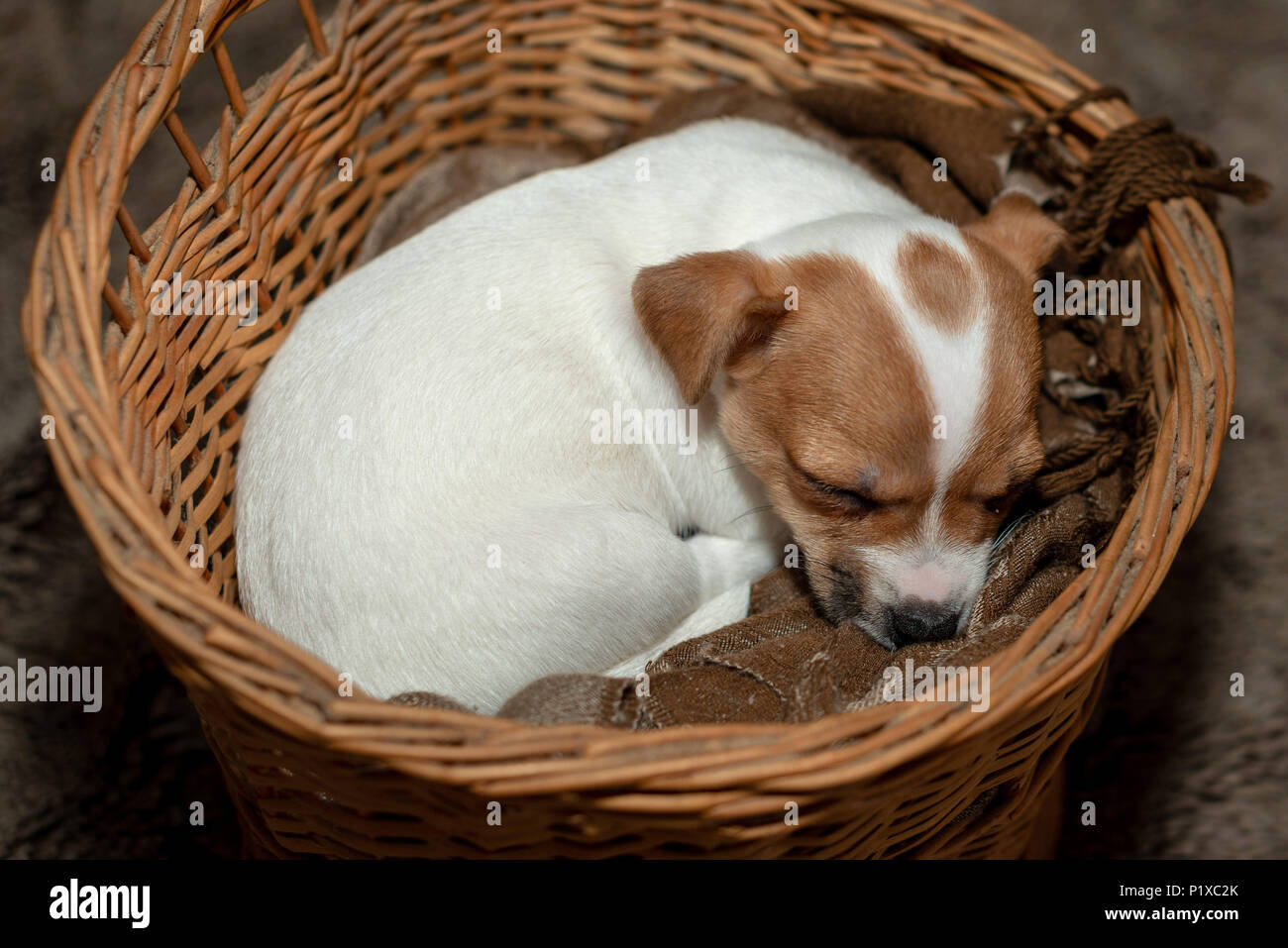 Jack russell in basket hi-res stock photography and images - Alamy