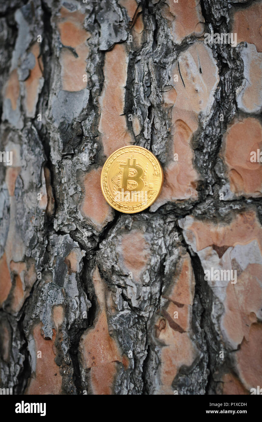 gold coins of the bitcoin against the background of the tree bark Stock ...