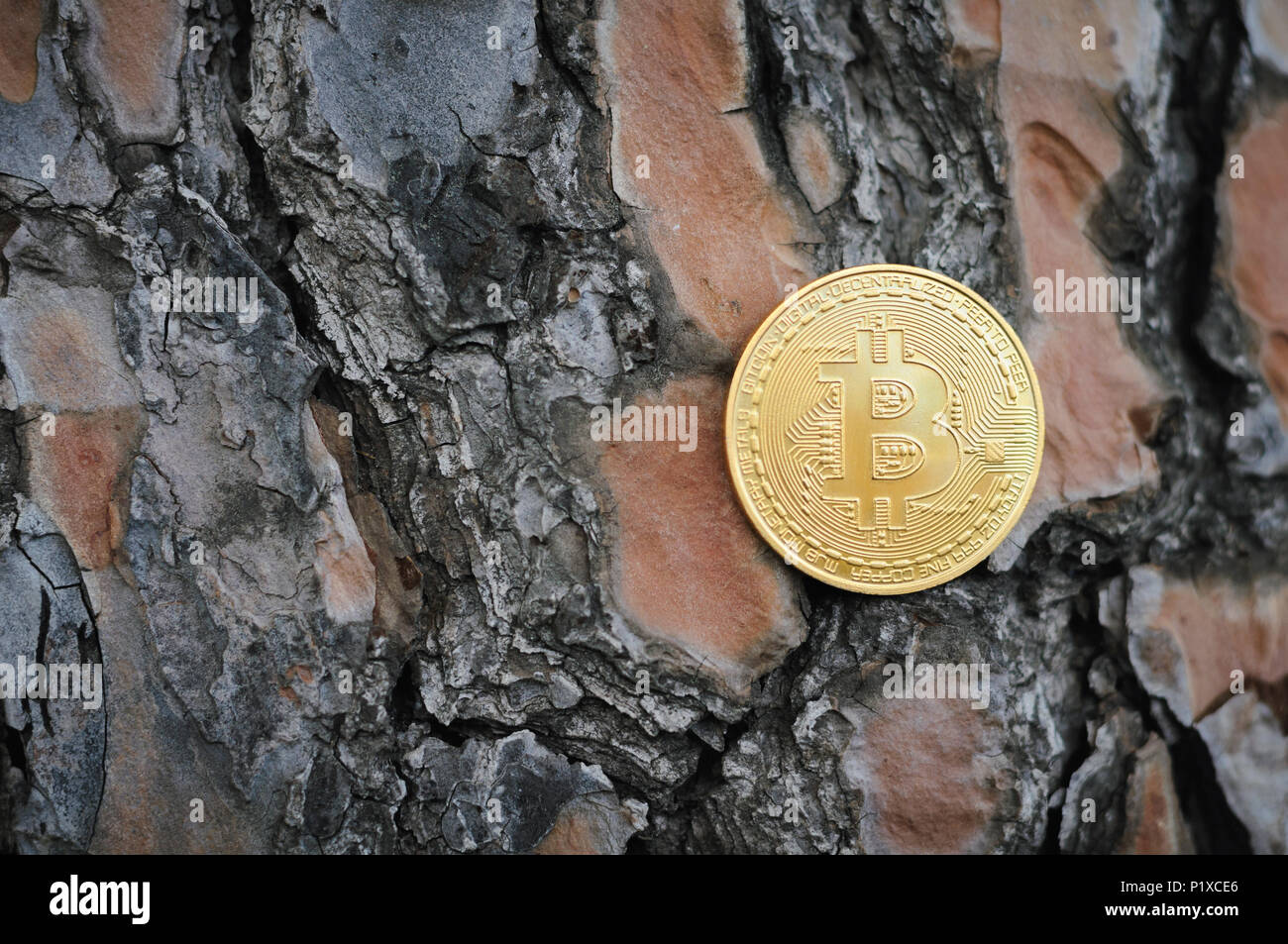 gold coins of the bitcoin against the background of the tree bark Stock ...