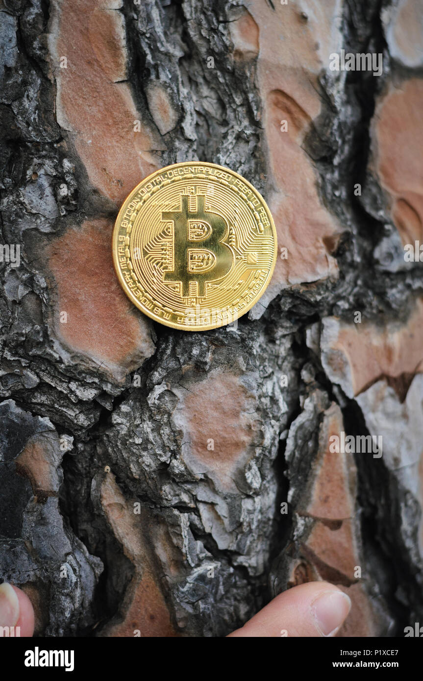 gold coins of the bitcoin against the background of the tree bark Stock ...
