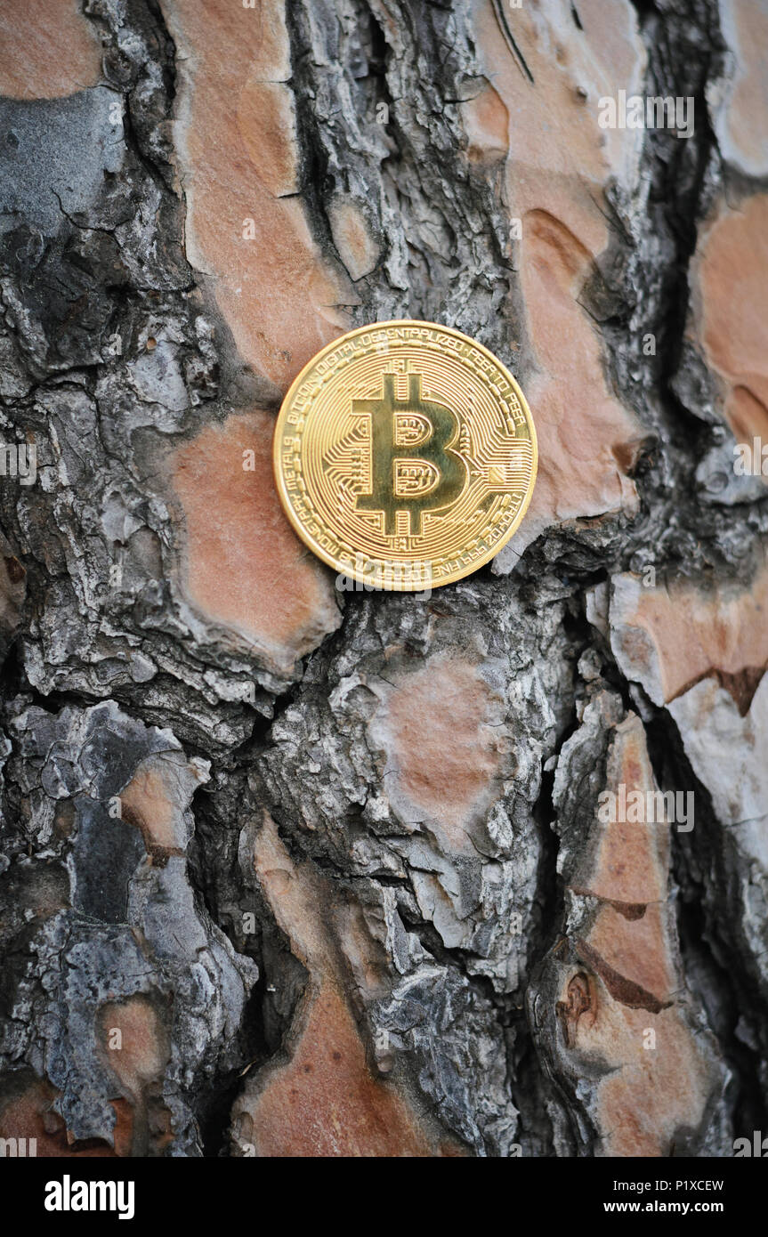 gold coins of the bitcoin against the background of the tree bark Stock ...