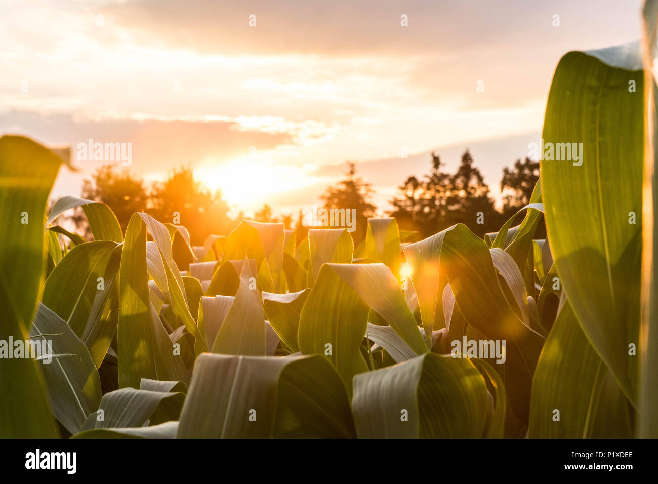 Usefulplant hi-res stock photography and images - Alamy