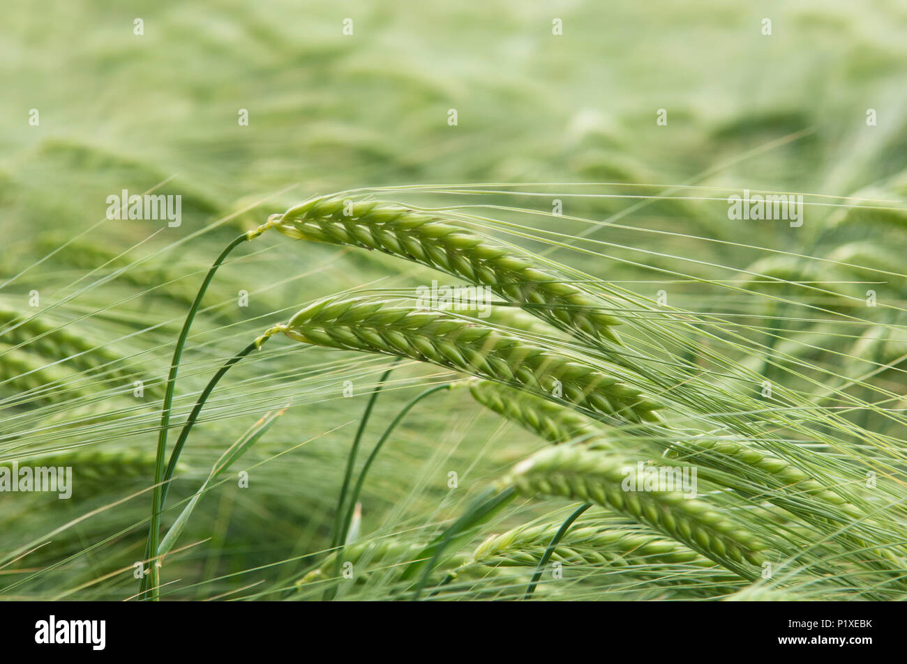 Barley in summer - Scotland, UK Stock Photo - Alamy
