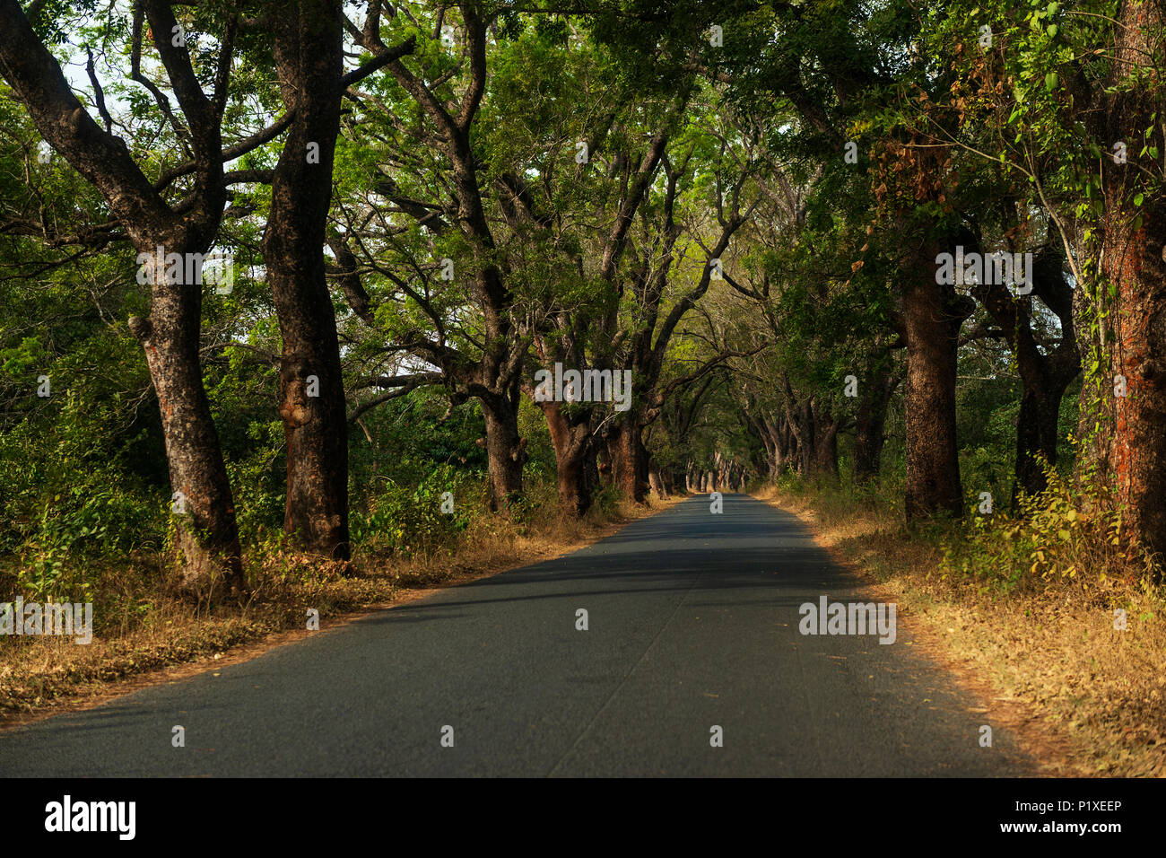 Región cacheu hi-res stock photography and images - Alamy