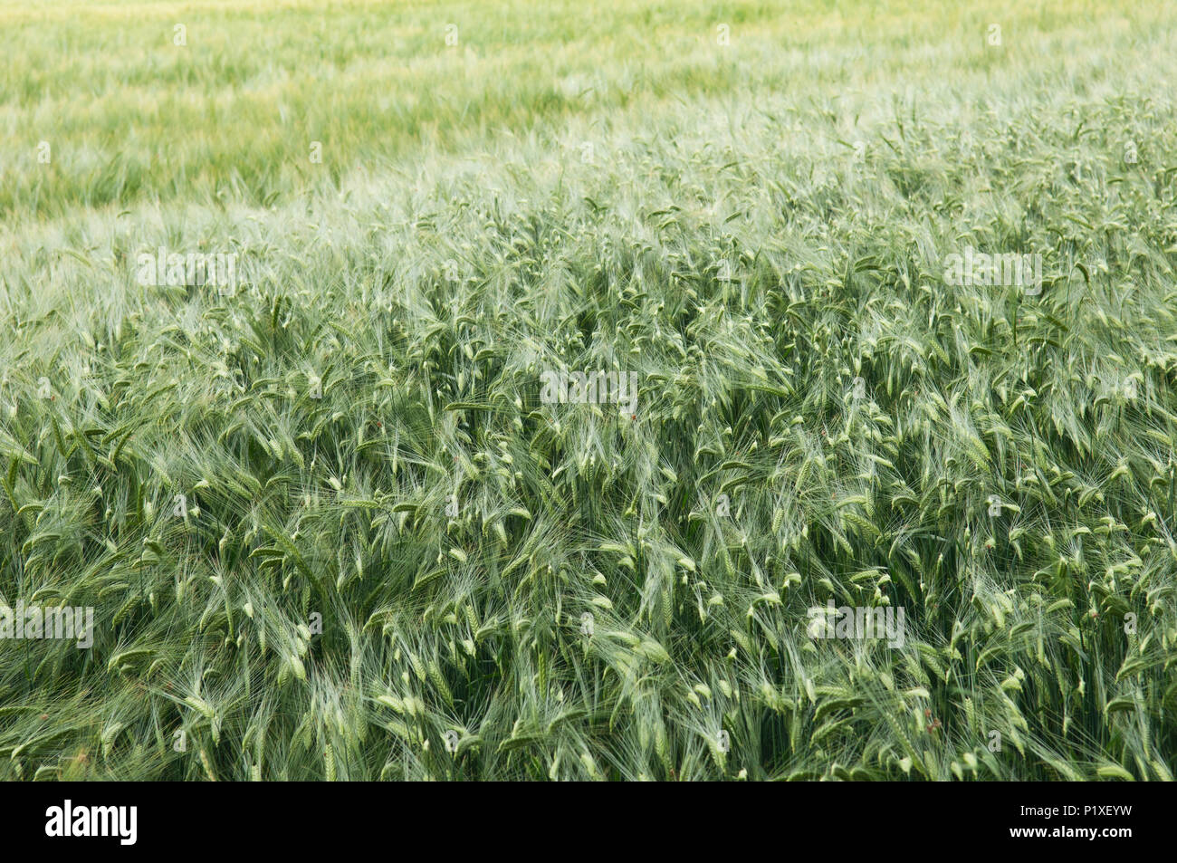 Barley in summer - Scotland, UK Stock Photo - Alamy
