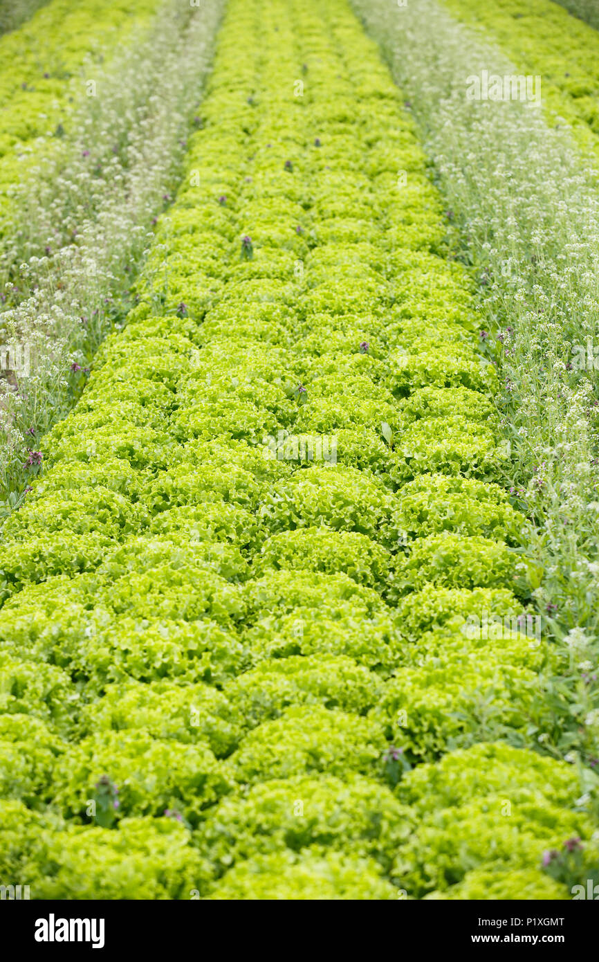 Field with rows of grown lettuce heads, ready for harvesting ...