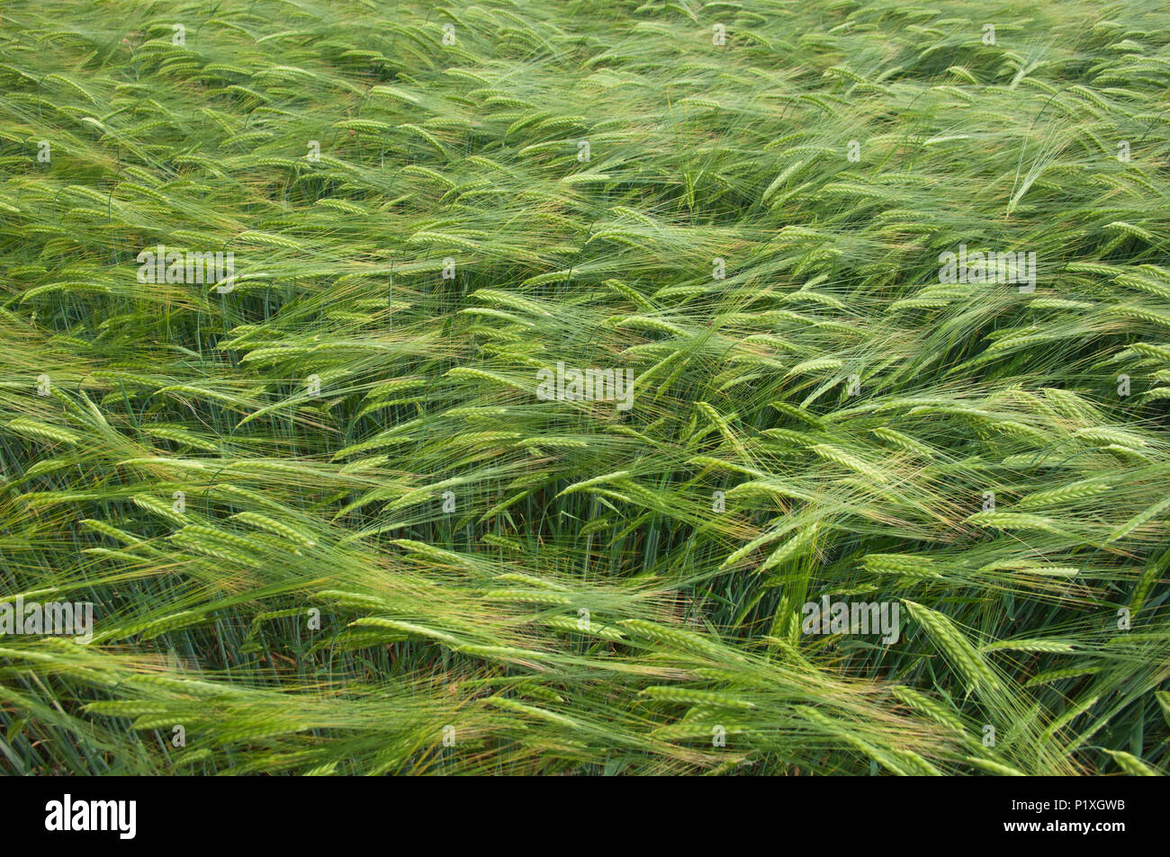 Barley in summer - Scotland, UK Stock Photo - Alamy