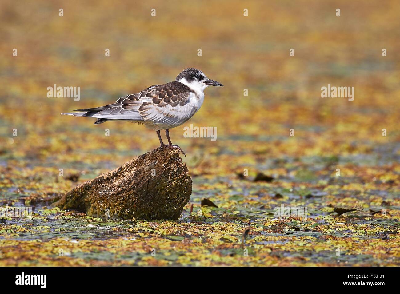 Bog bird hi-res stock photography and images - Alamy