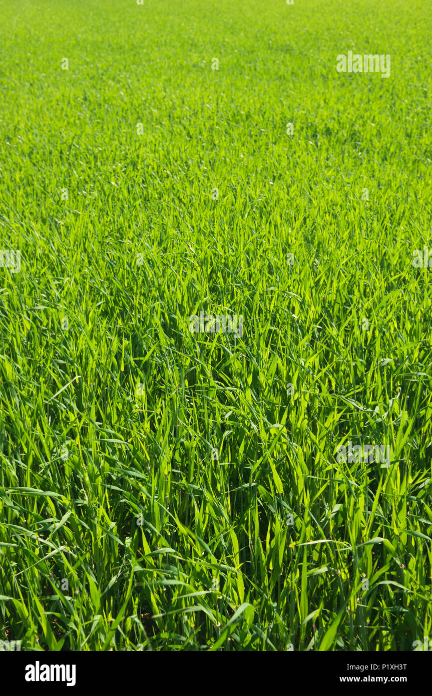 Field of crops in summer - Scotland, UK Stock Photo - Alamy