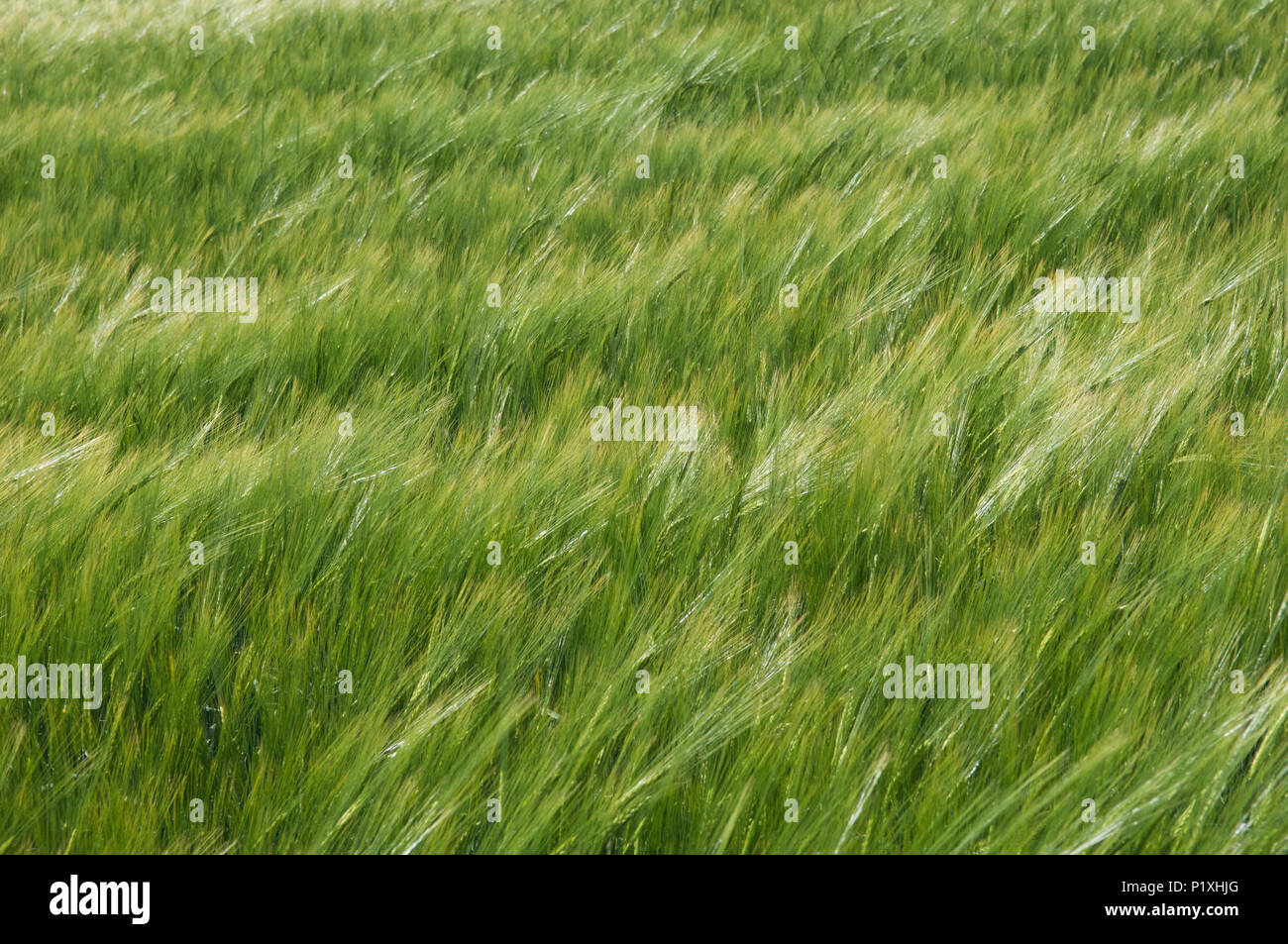 Barley in summer - Scotland, UK Stock Photo - Alamy