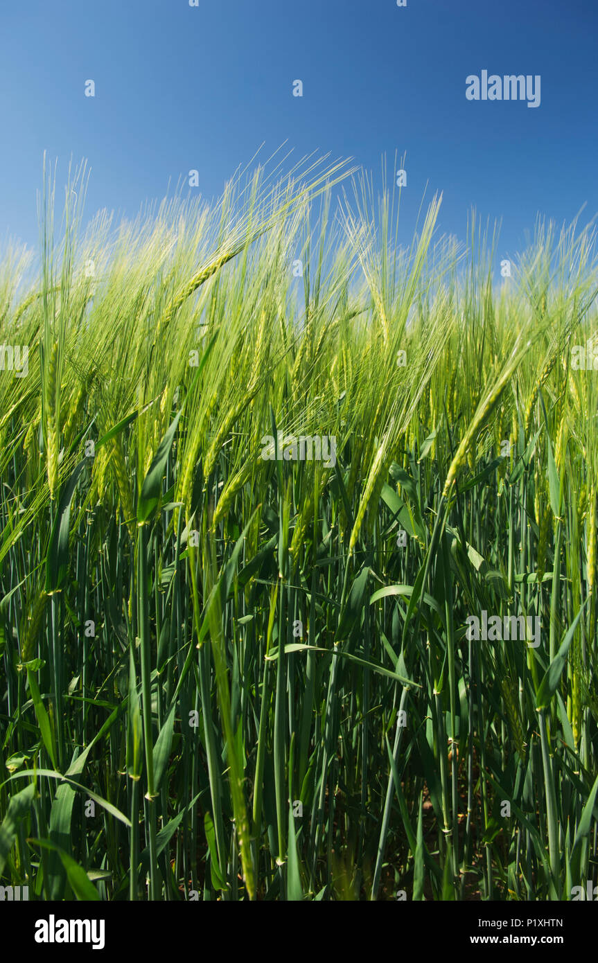 Barley in summer - Scotland, UK Stock Photo - Alamy