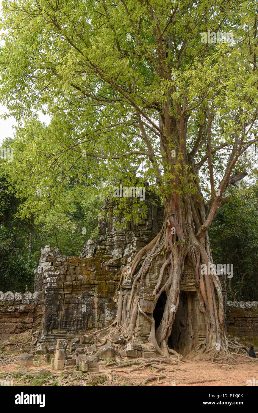 Tropical tree on Ta Som temple at Angkor complex in Siem Reap, Cambodia ...