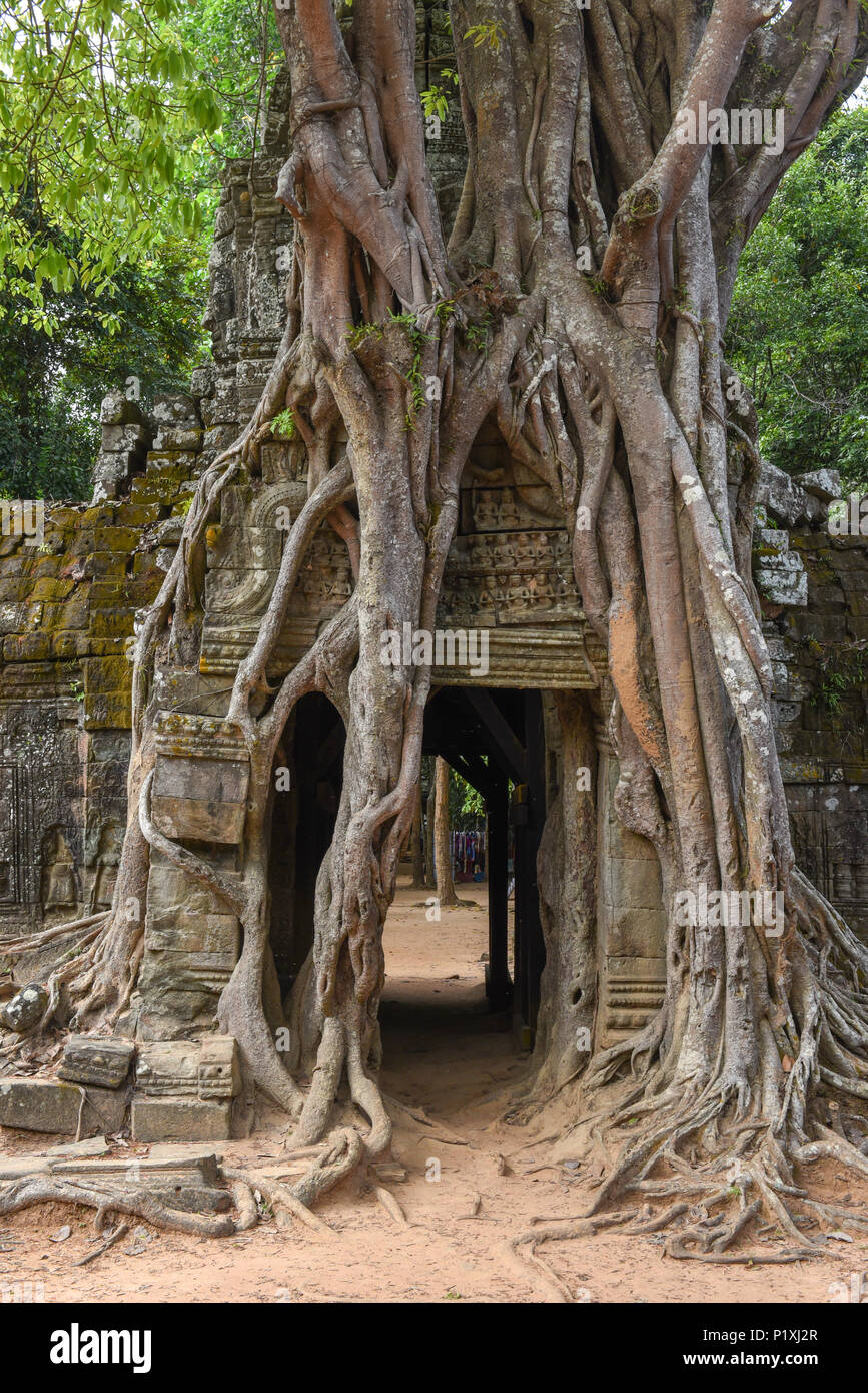 Tropical tree on Ta Som temple at Angkor complex in Siem Reap, Cambodia ...