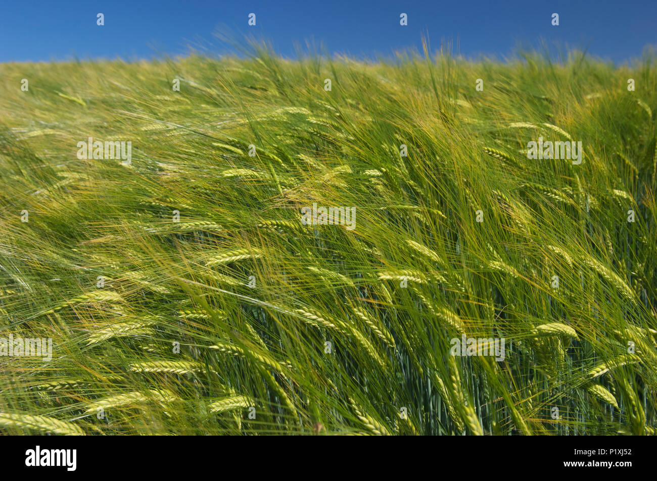 Barley in summer - Scotland, UK Stock Photo - Alamy