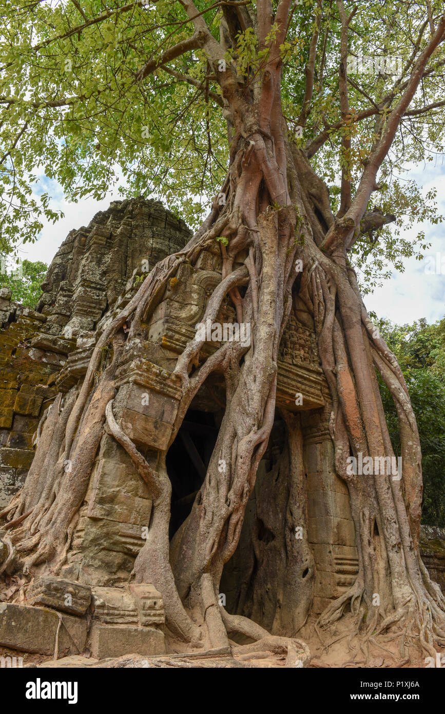 Tropical tree on Ta Som temple at Angkor complex in Siem Reap, Cambodia ...