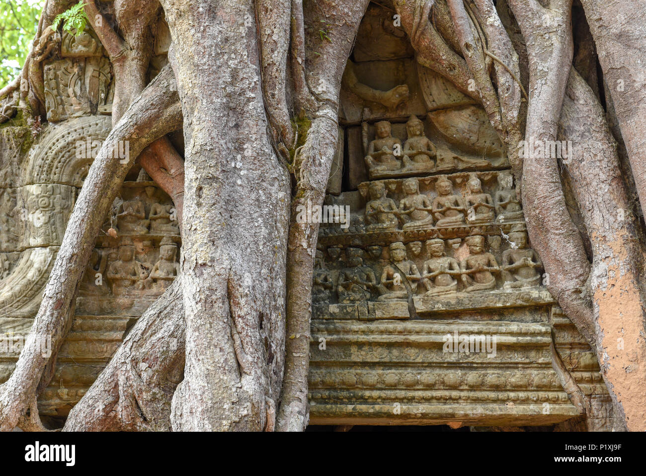 Tropical tree on Ta Som temple at Angkor complex in Siem Reap, Cambodia ...