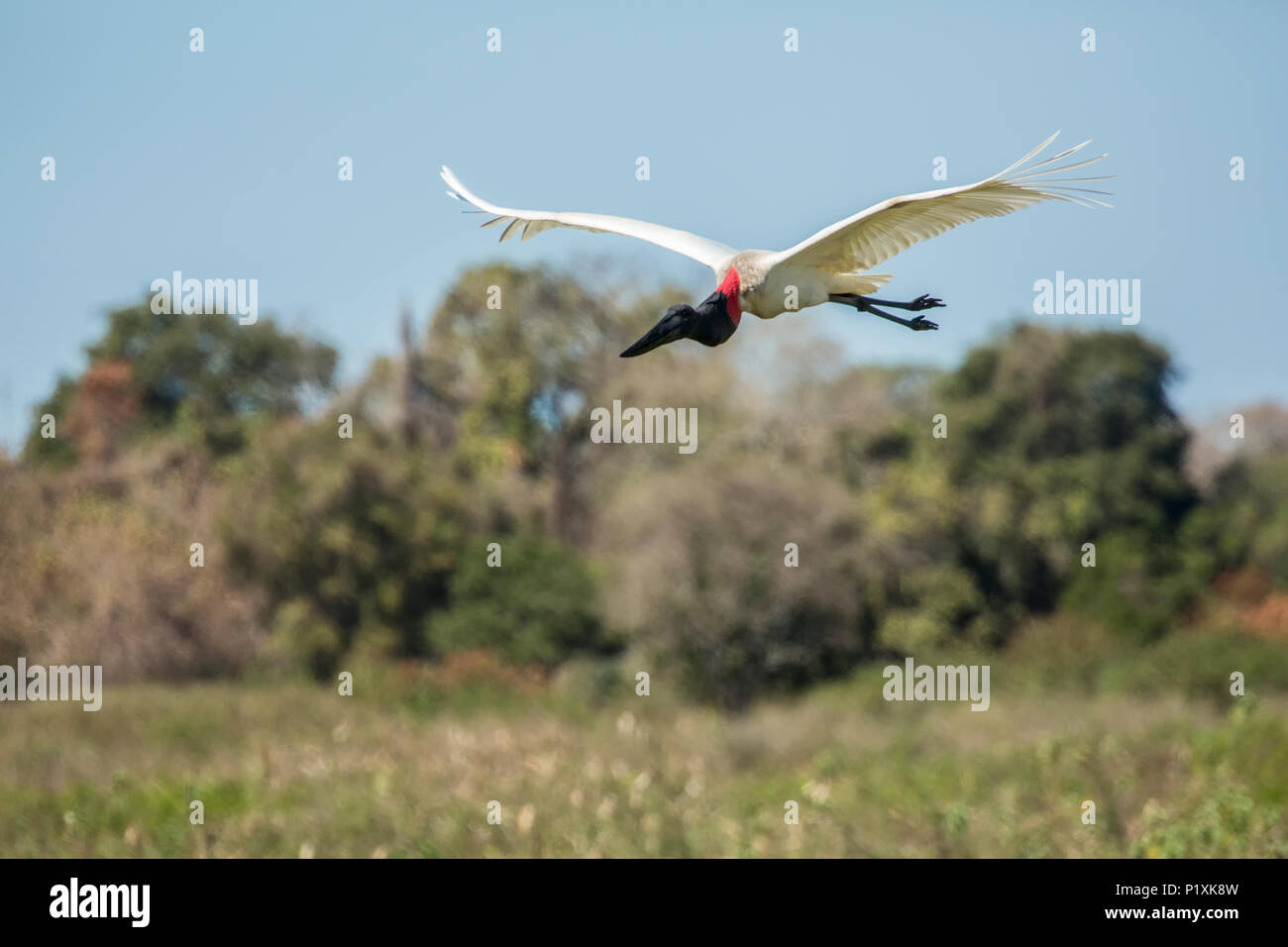 Pantanal region of Brazil. Jabiru flying Stock Photo - Alamy