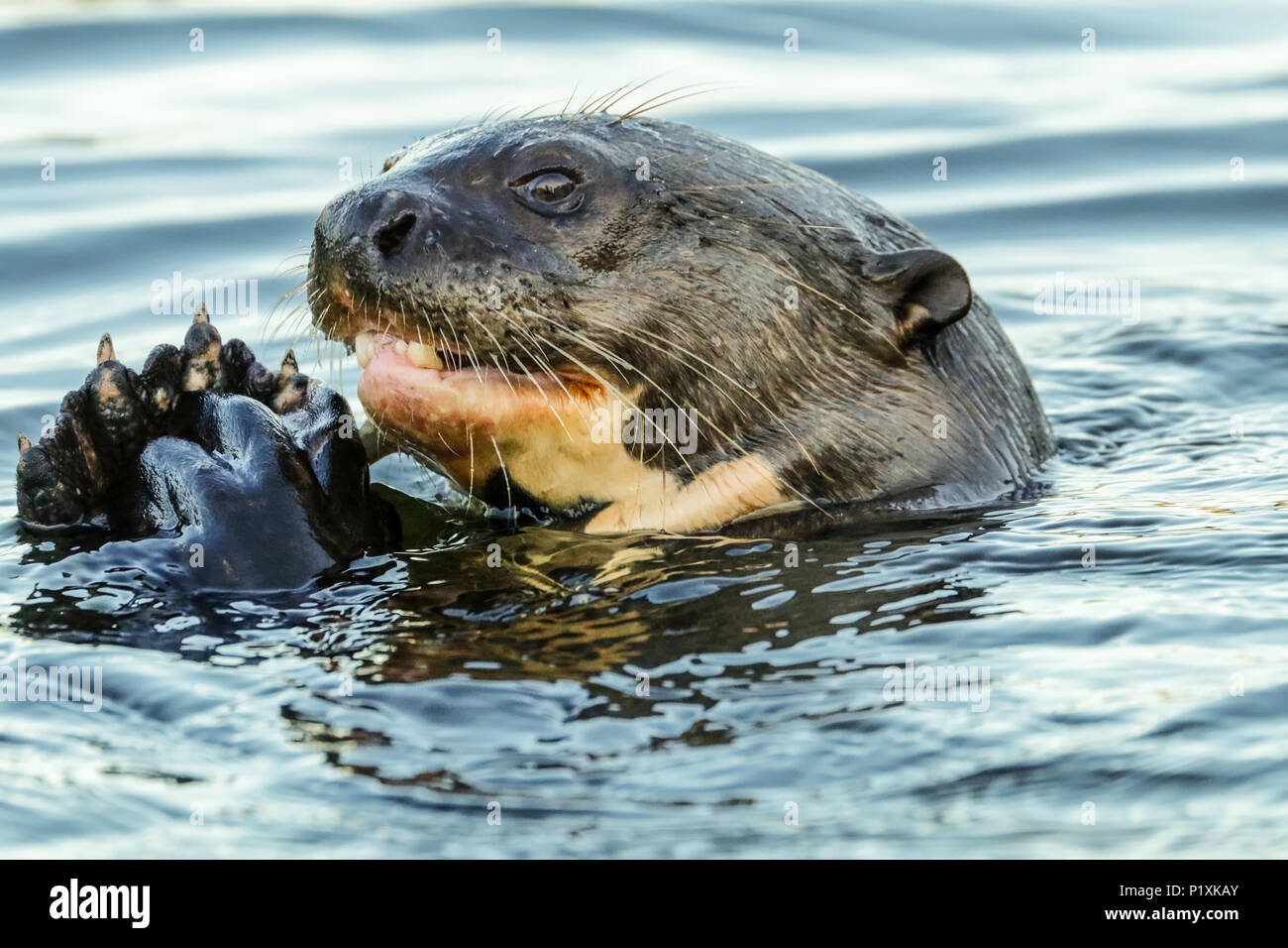 Giant River Otter eating a fish in the Pantanal area of Brazil Stock ...